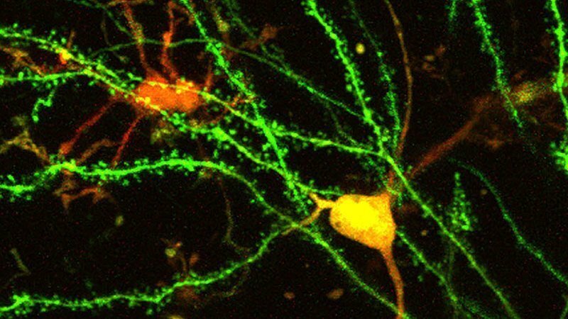Energy efficient photonic neural networks
